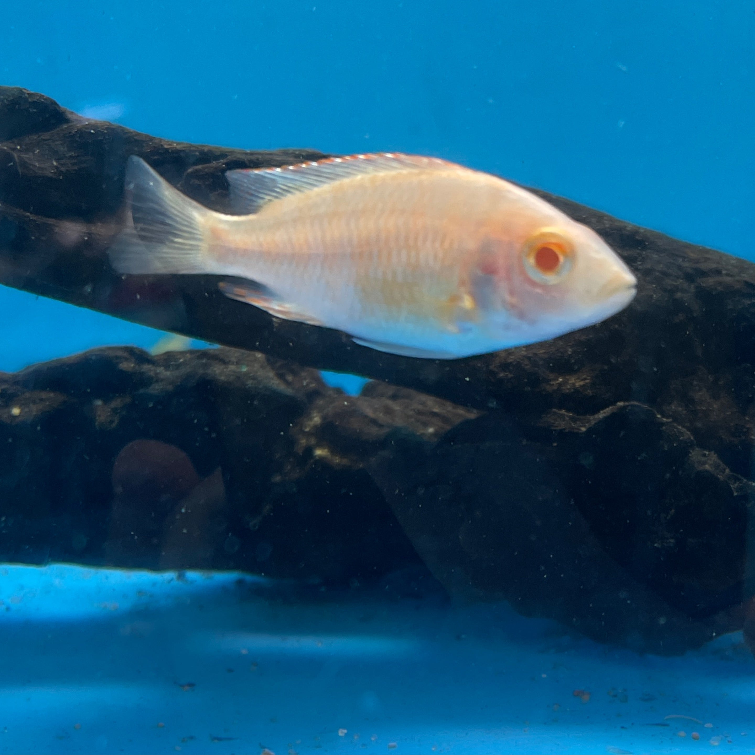 Albino Dragon Blood Cichlid | 🐟Pure Fish Works🐟