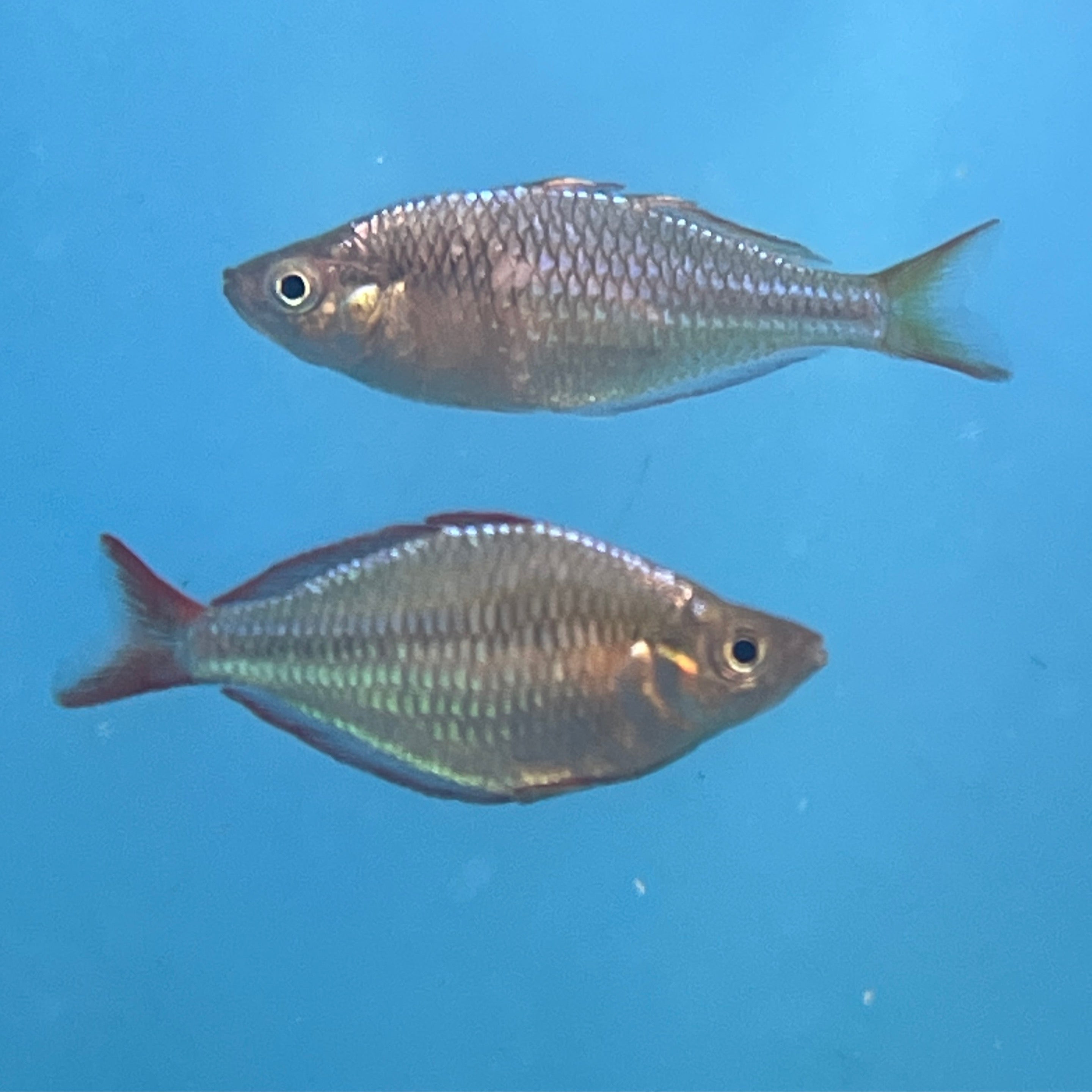 Neon dwarf rainbows, Large | 🐟Pure Fish Works🐟