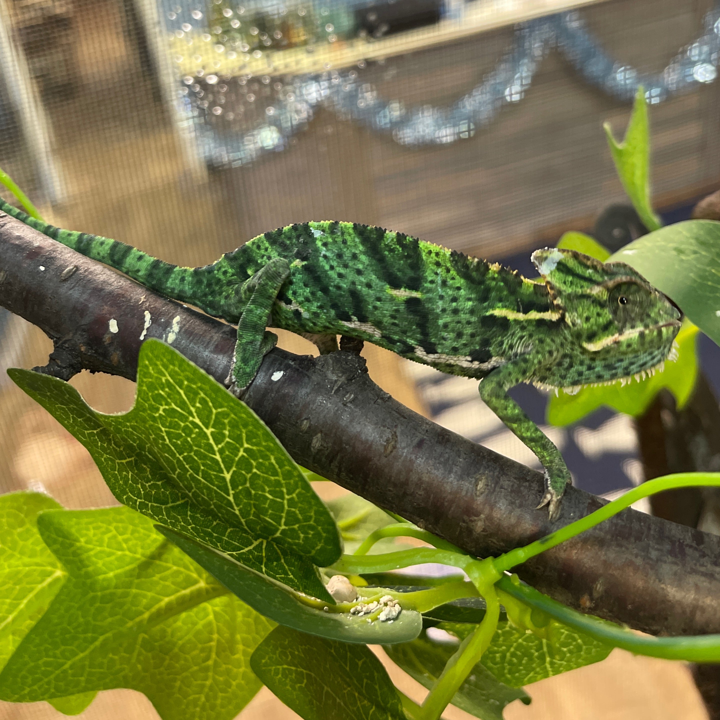 Veiled Chameleon Female | 🐟Pure Fish Works🐟