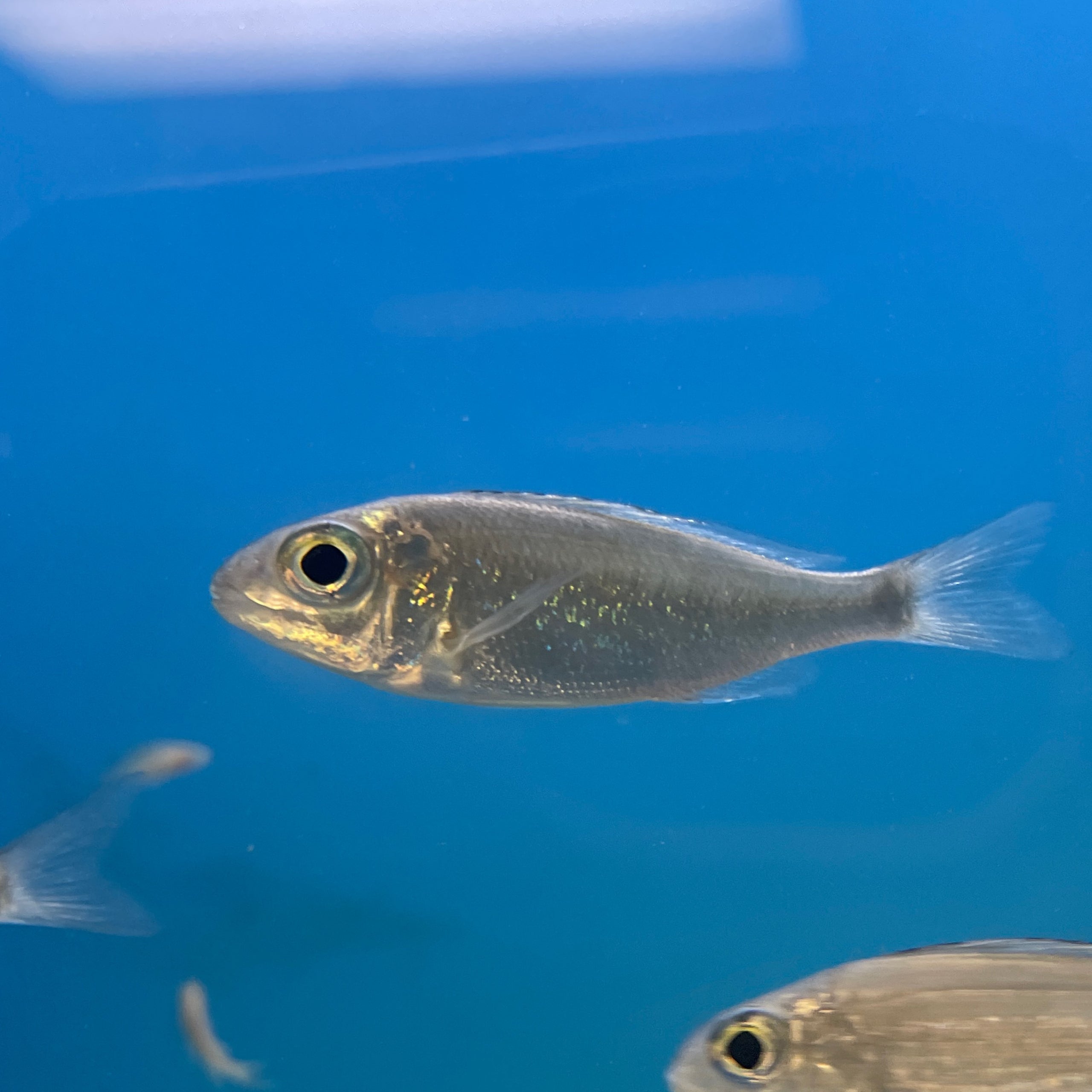 Featherfin foai Sibwesa Emerald Green | 🐟Pure Fish Works🐟