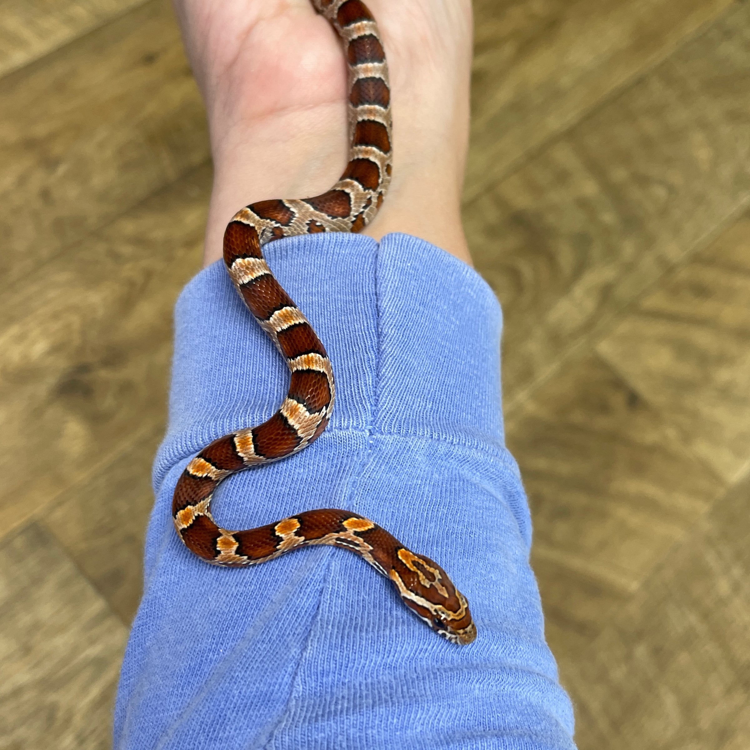 Normal Corn Snake Hatchling