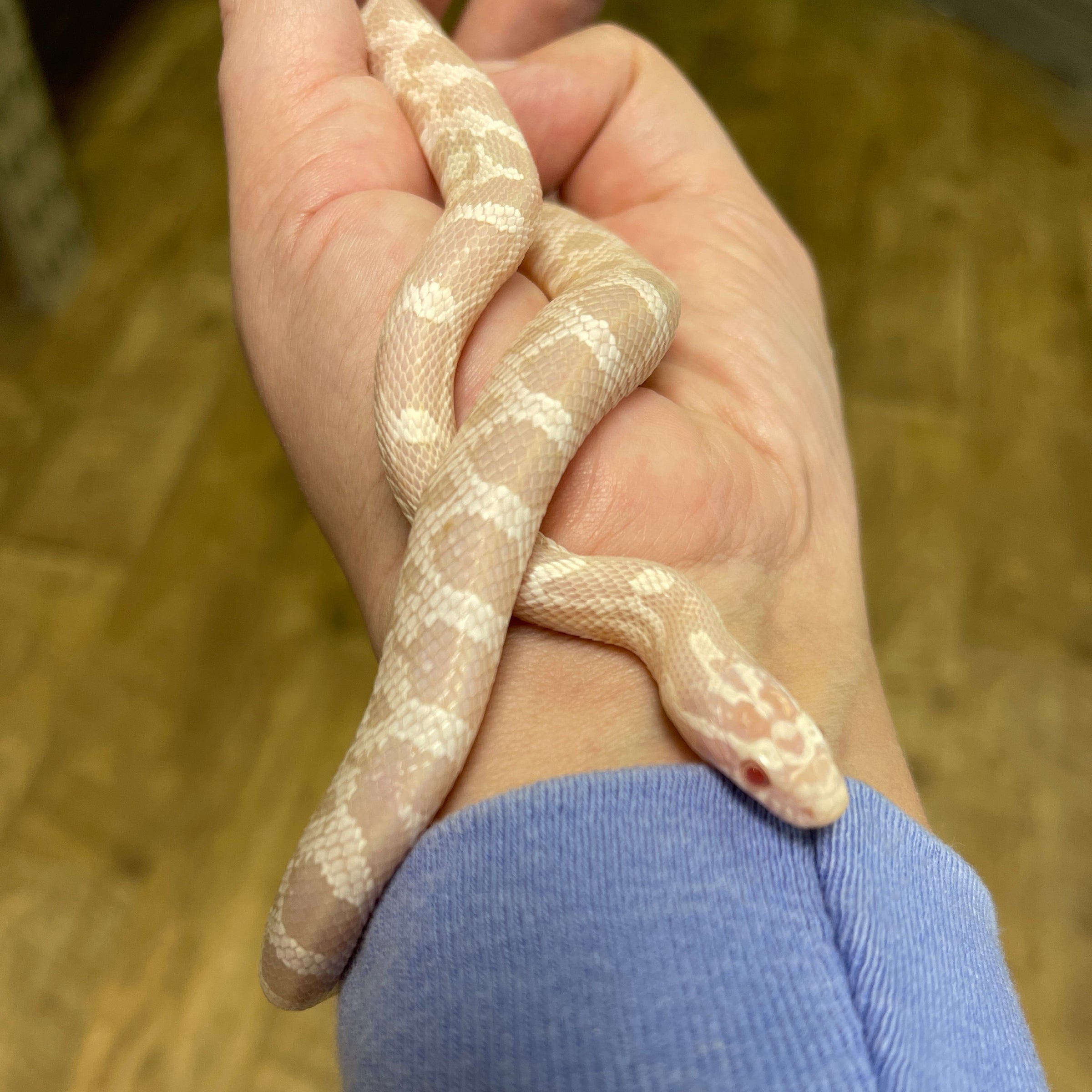 Baby Snow Corn Snake
